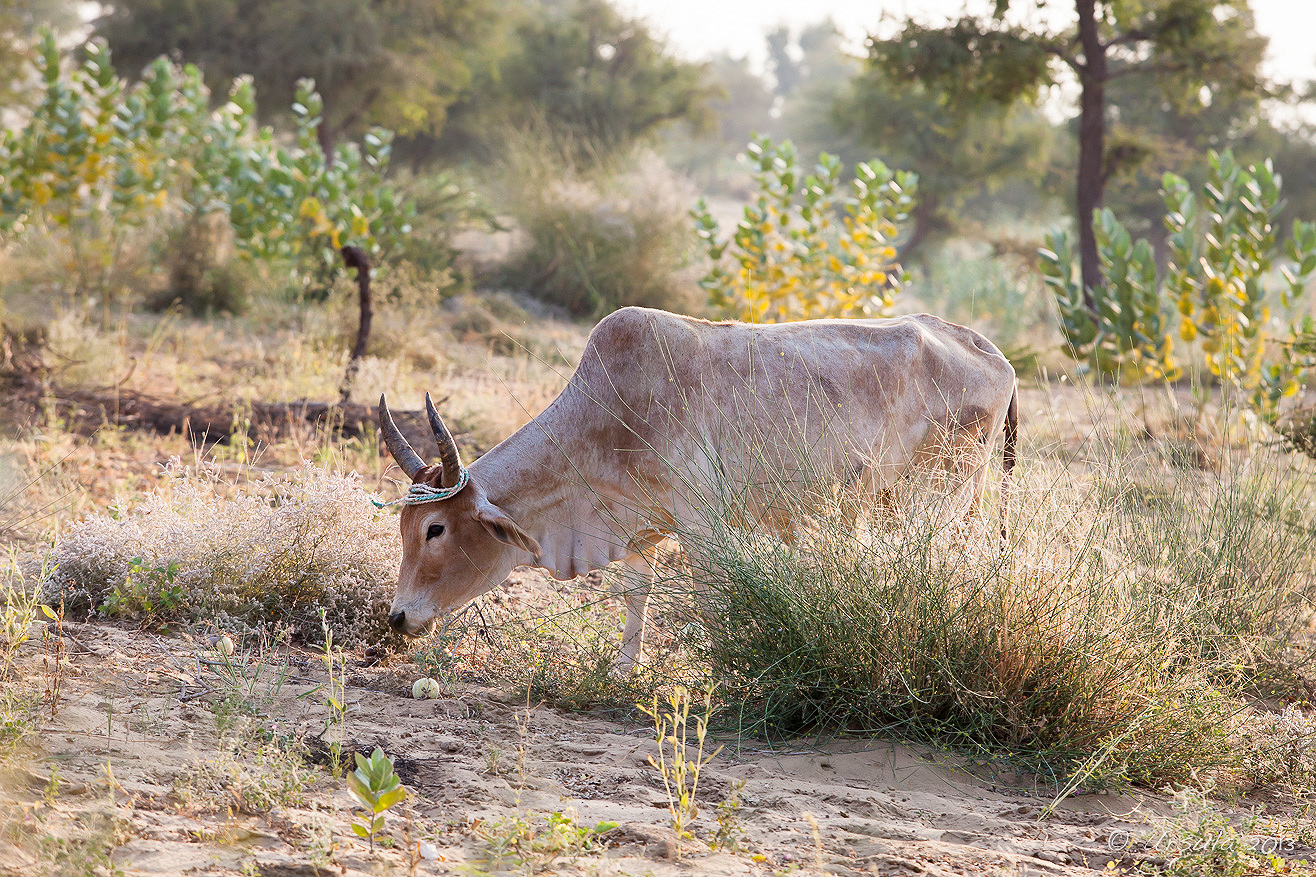 Afternoon in the Great Thar Desert, Rajasthan India » Ursula's Weekly ...
