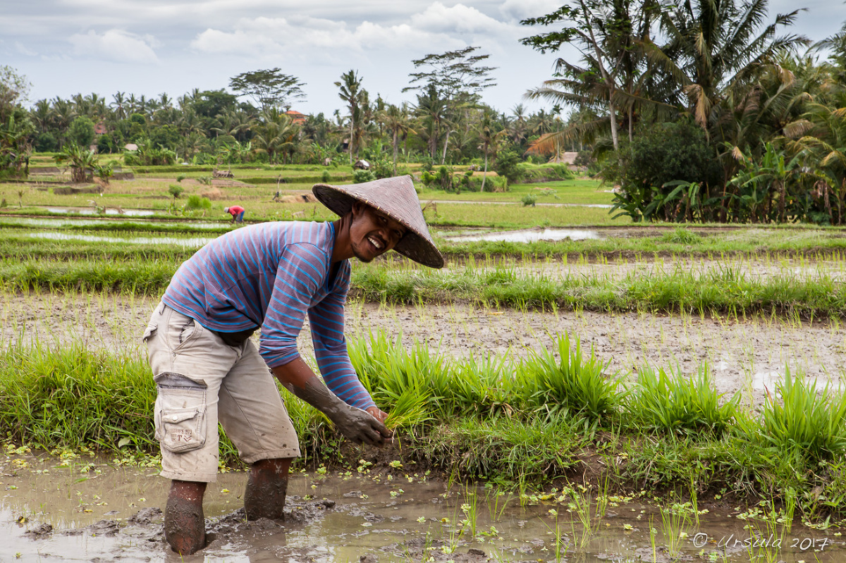 The Many Greens of the Rice Fields – Bali, Indonesia » Ursula's Weekly ...