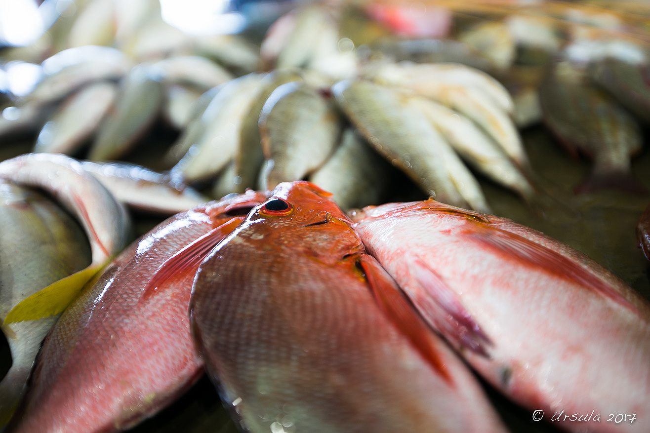 A Slice of Daily Life, Koki Fish Market, PNG » Ursula's Weekly Wanders