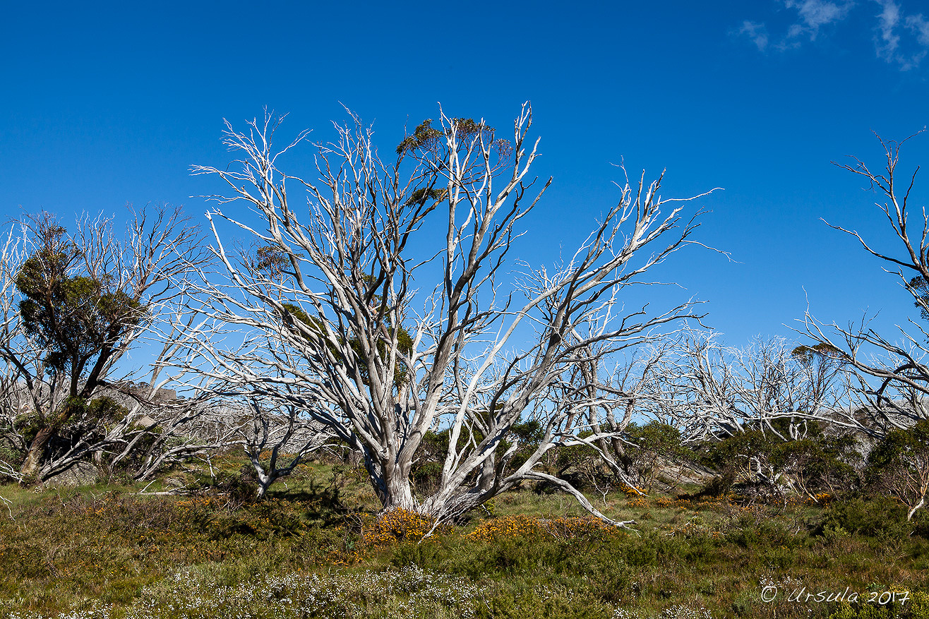 Fresh Air and Alpine Flowers: Porcupine Rocks, Kosciuszko National Park ...