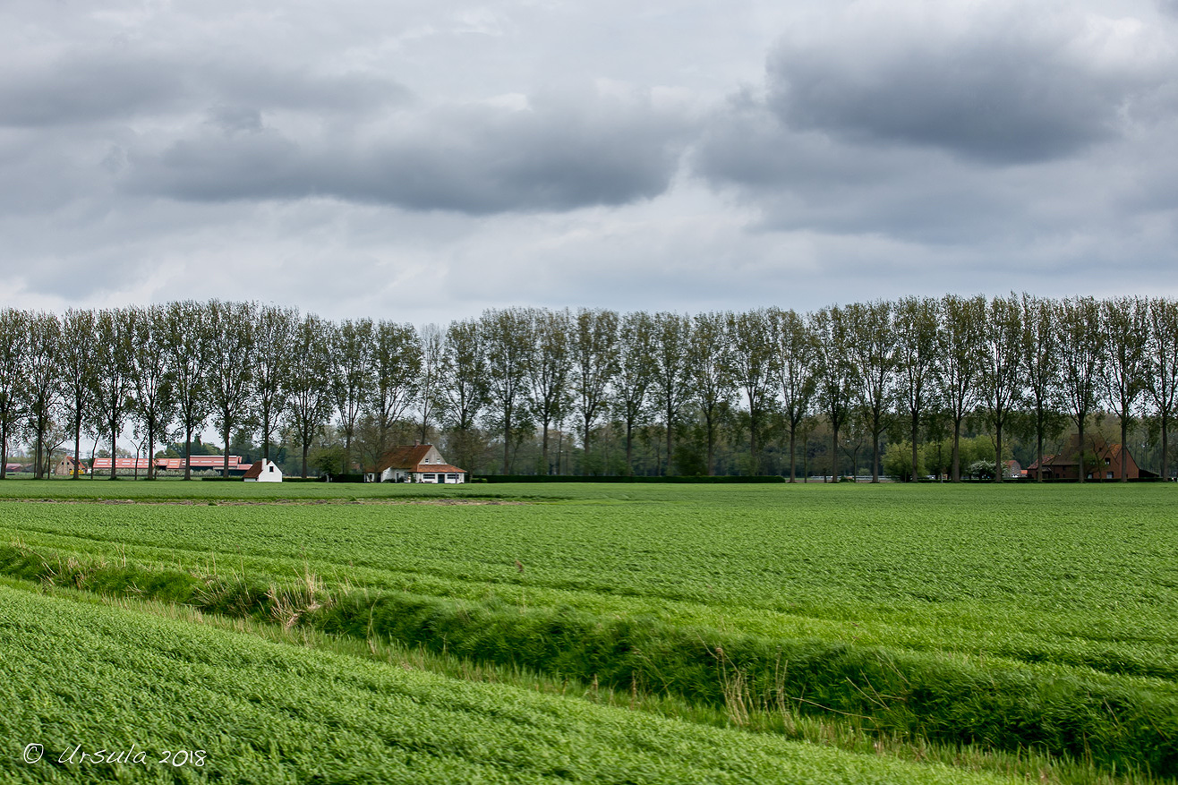 Not-Quite-Summer over Flanders’ Fields and Beaches, Belgium » Ursula's ...