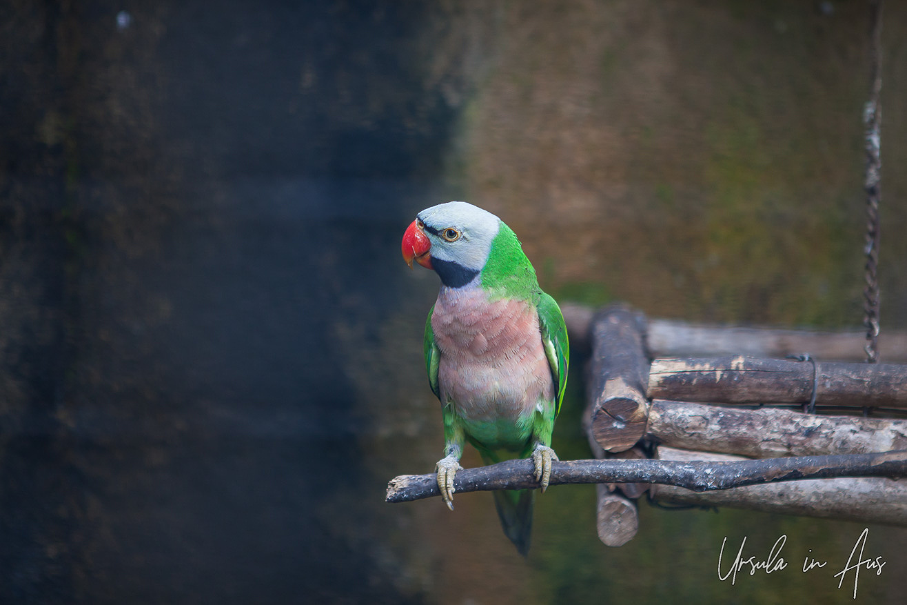 Meeting Feathered Friends : Bali Bird Park, Indonesia » Ursula's Weekly ...