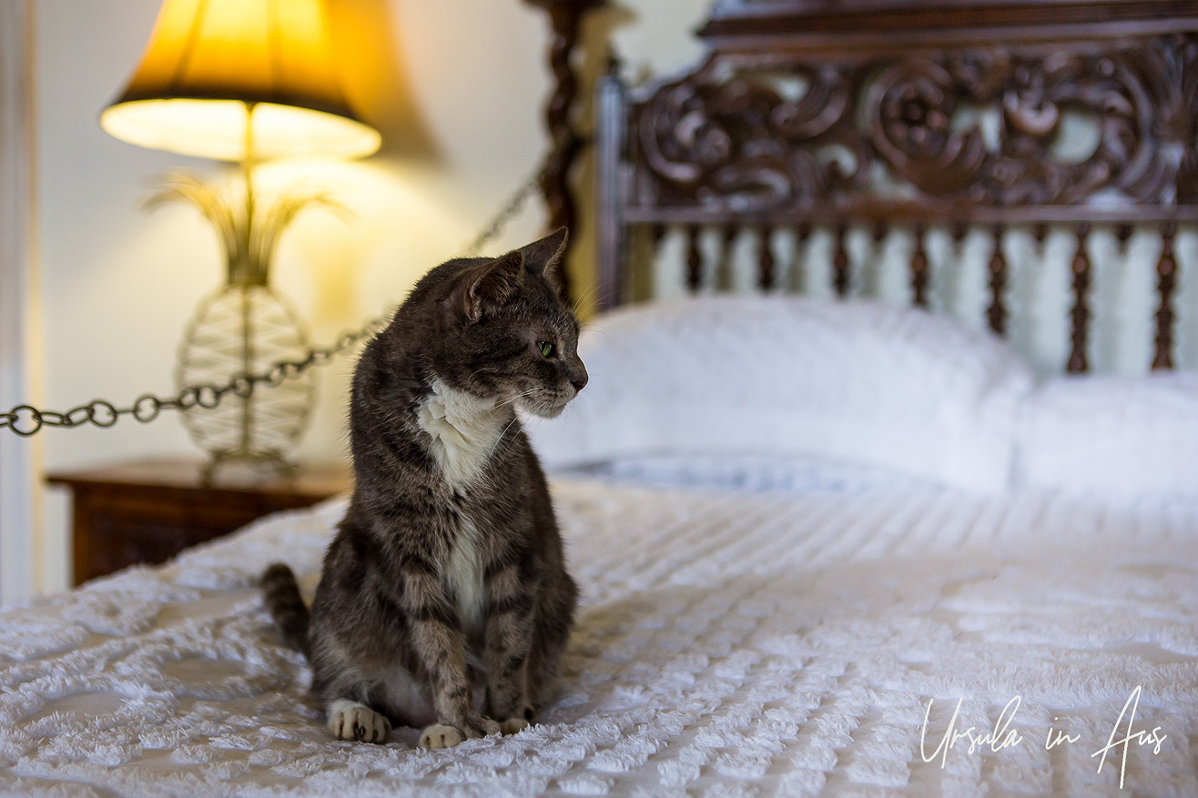 Mile Zero and Hemingway’s Six-Toed Cats – Key West, Florida, USA ...