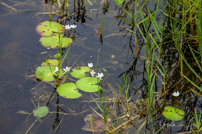 Theme Parks and Grasslands: Central Florida, USA » Ursula's Weekly Wanders