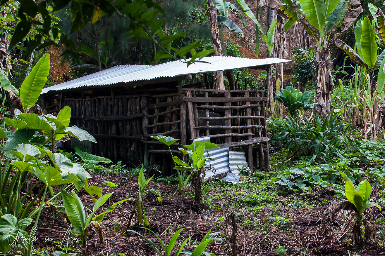 Big Hats and Small Drums: the Engan Women of Papua New Guinea » Ursula ...