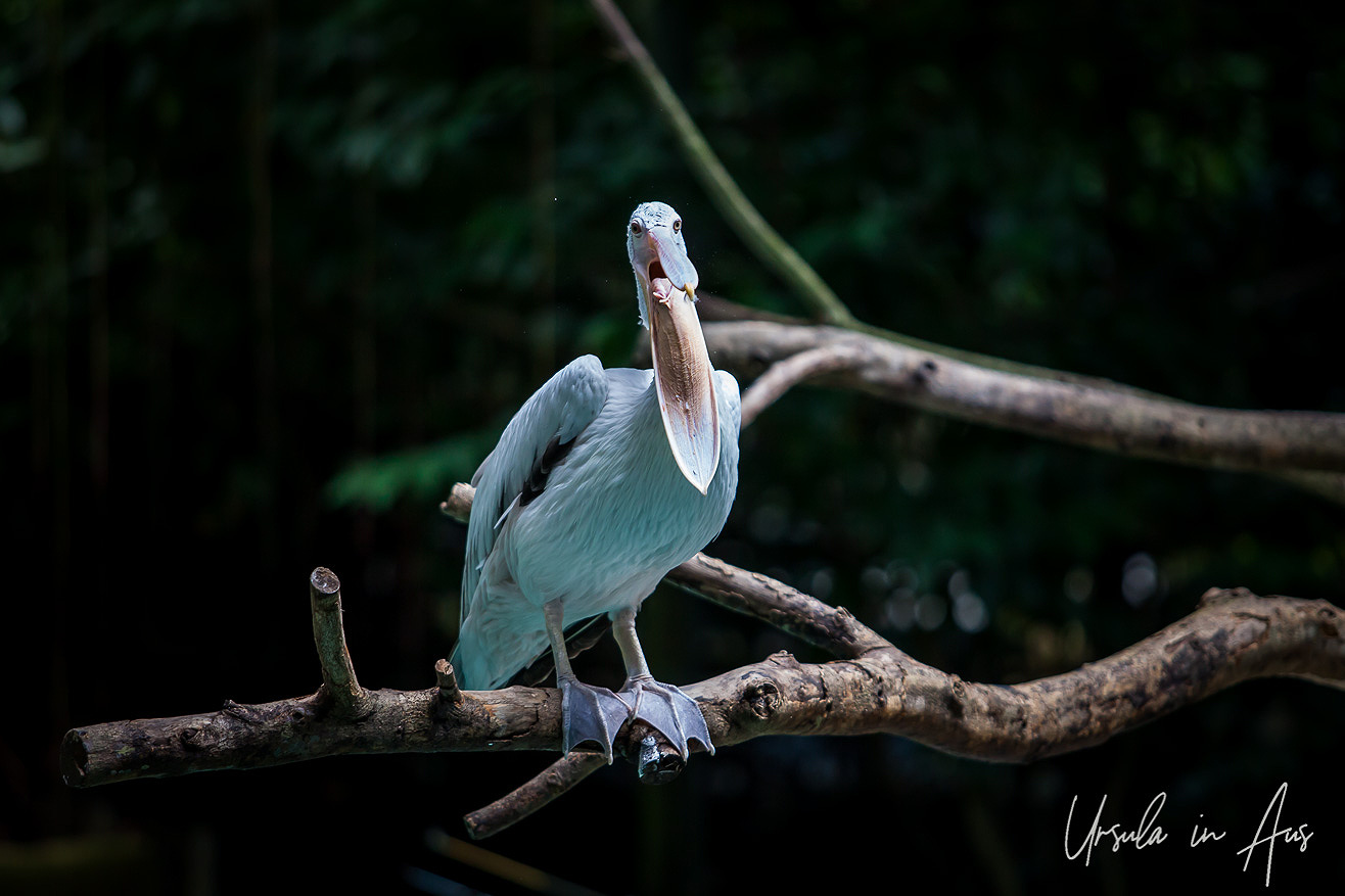 Teeth, Claws, and Colourful Patterns: Singapore Zoo Part 2 » Ursula's ...