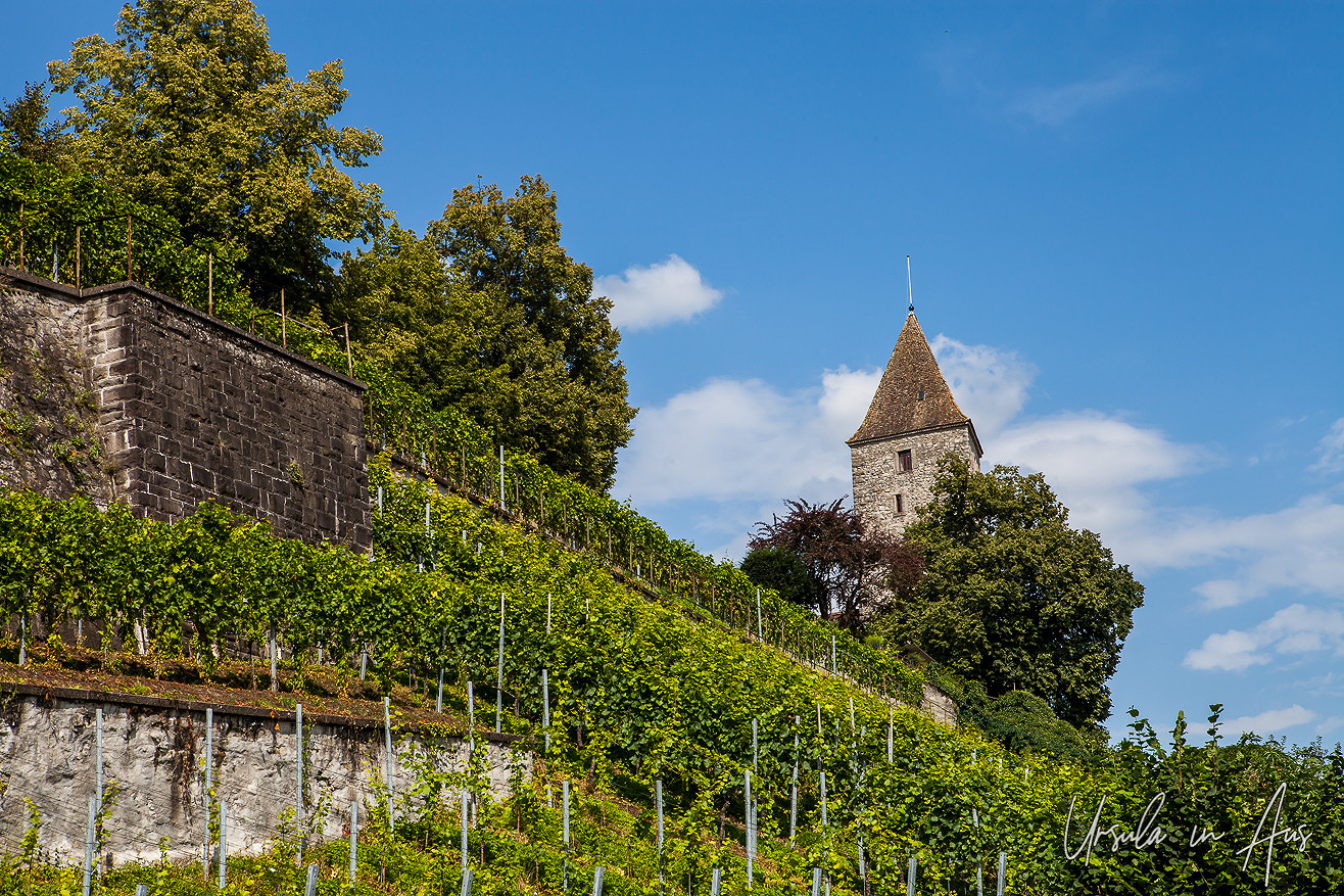 Grass at the Bachtelturm and the Roses of Historic Rapperswil ...