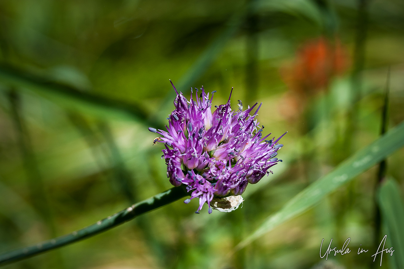 The Wildflowers of Agnew Meadows and Mammoth Mountain, California USA ...