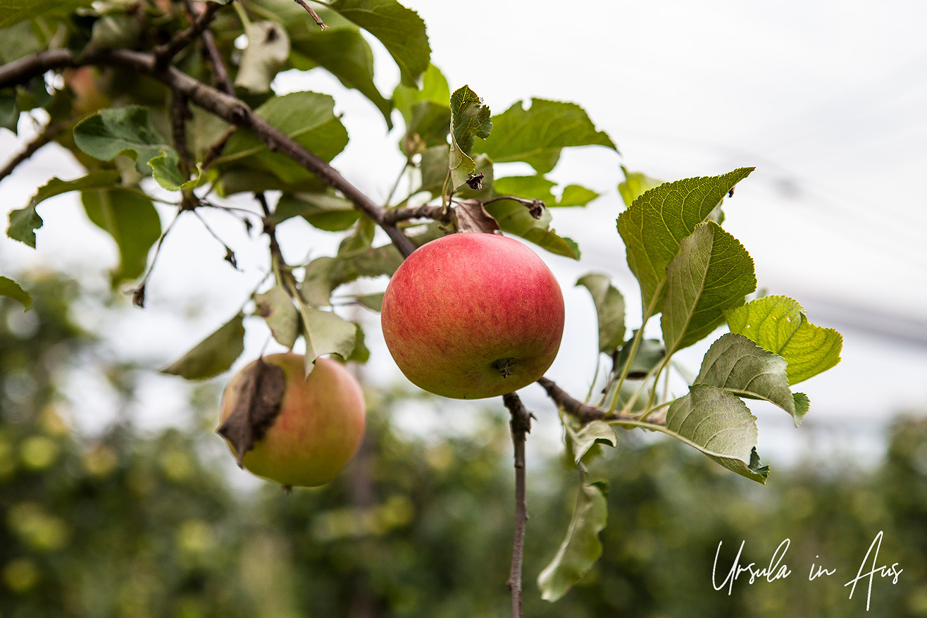 Swiss Apples and National Day: Lake Zurich, Switzerland » Ursula's ...