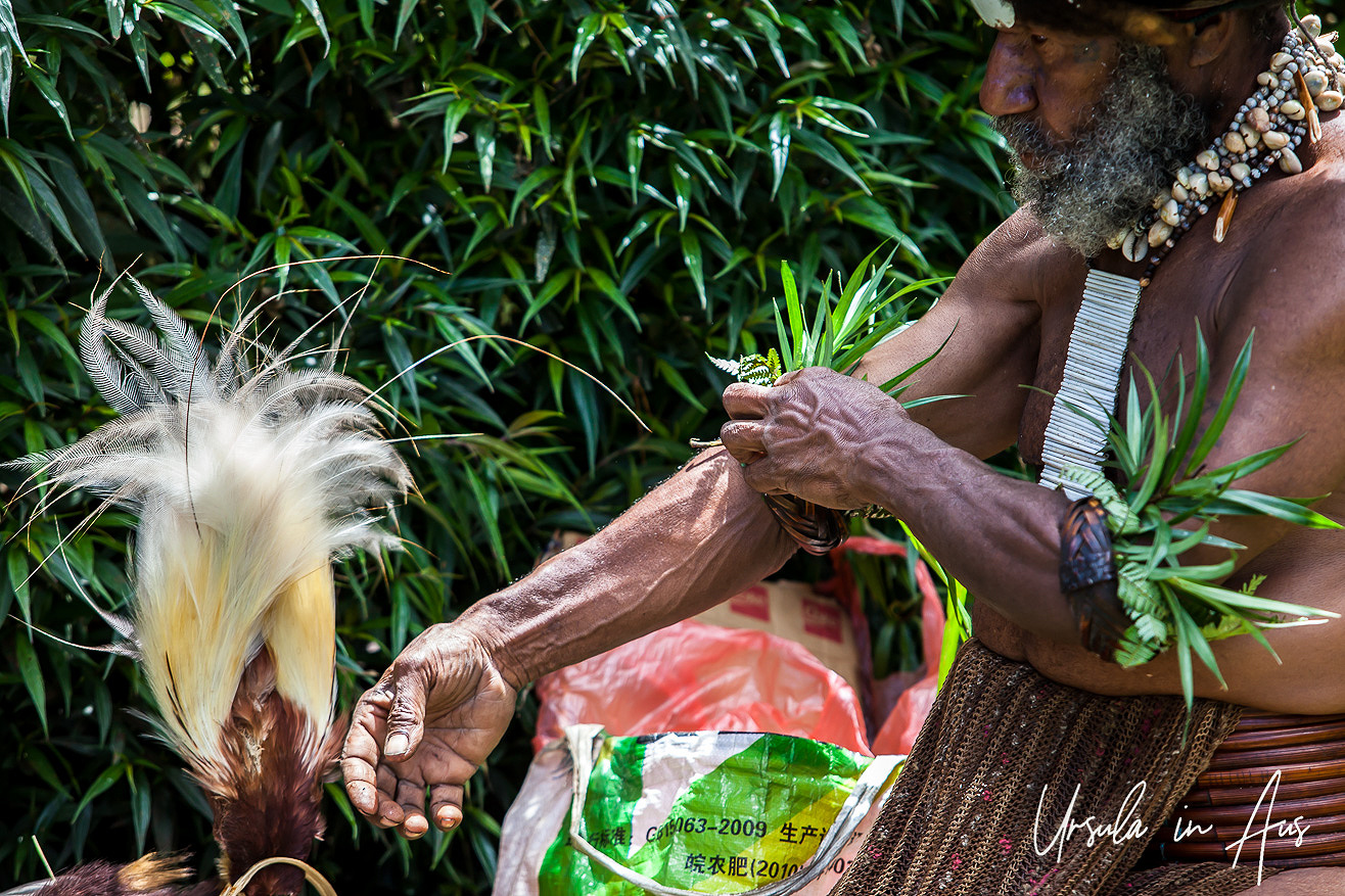 Tambul Warriors of the Western Highlands, Paiya Village, Papua New ...