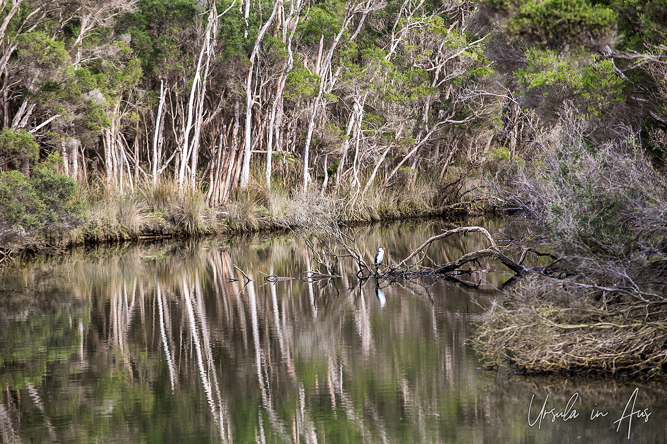 Balcombe Estuary and Coolart Homestead Walks, Mornington Peninsula ...