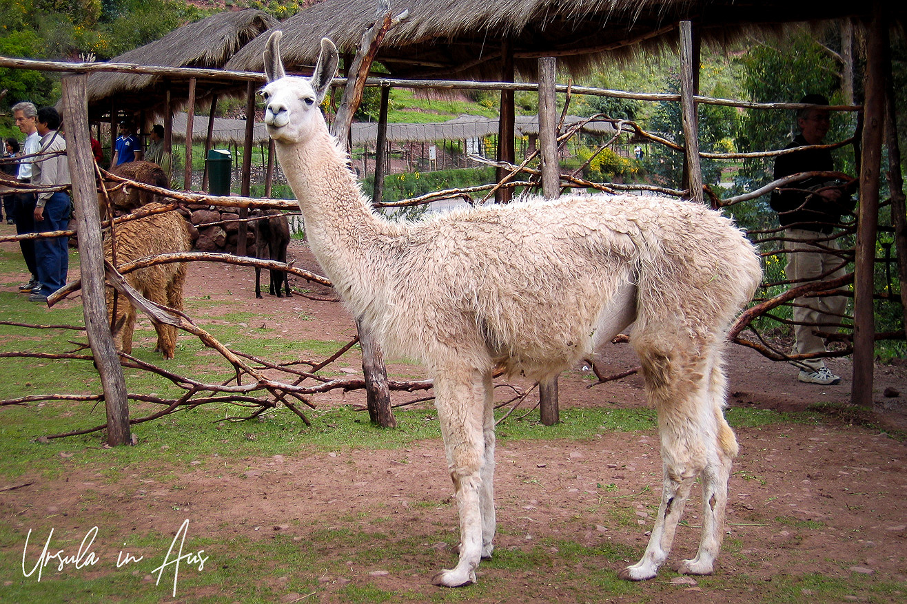 Altitude Camelids And The Sacred Valley Of The Inca The Peruvian