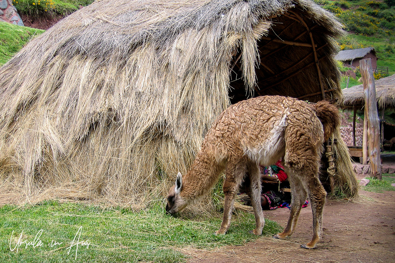 Altitude, Camelids, and the Sacred Valley of the Inca: the Peruvian ...