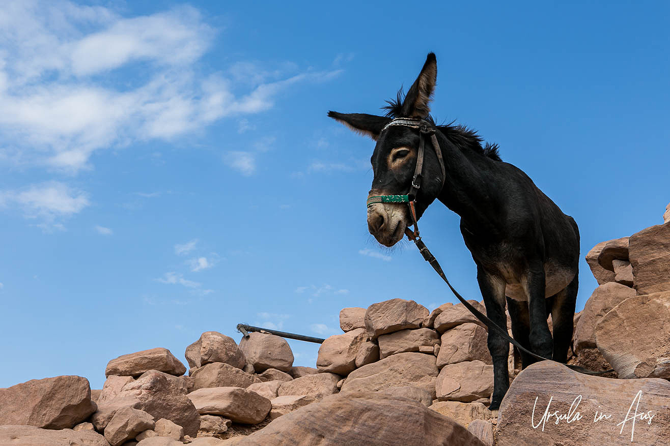 Ad Deir and the Magnificent Monastery Trail, Petra (#3) Jordan » Ursula ...