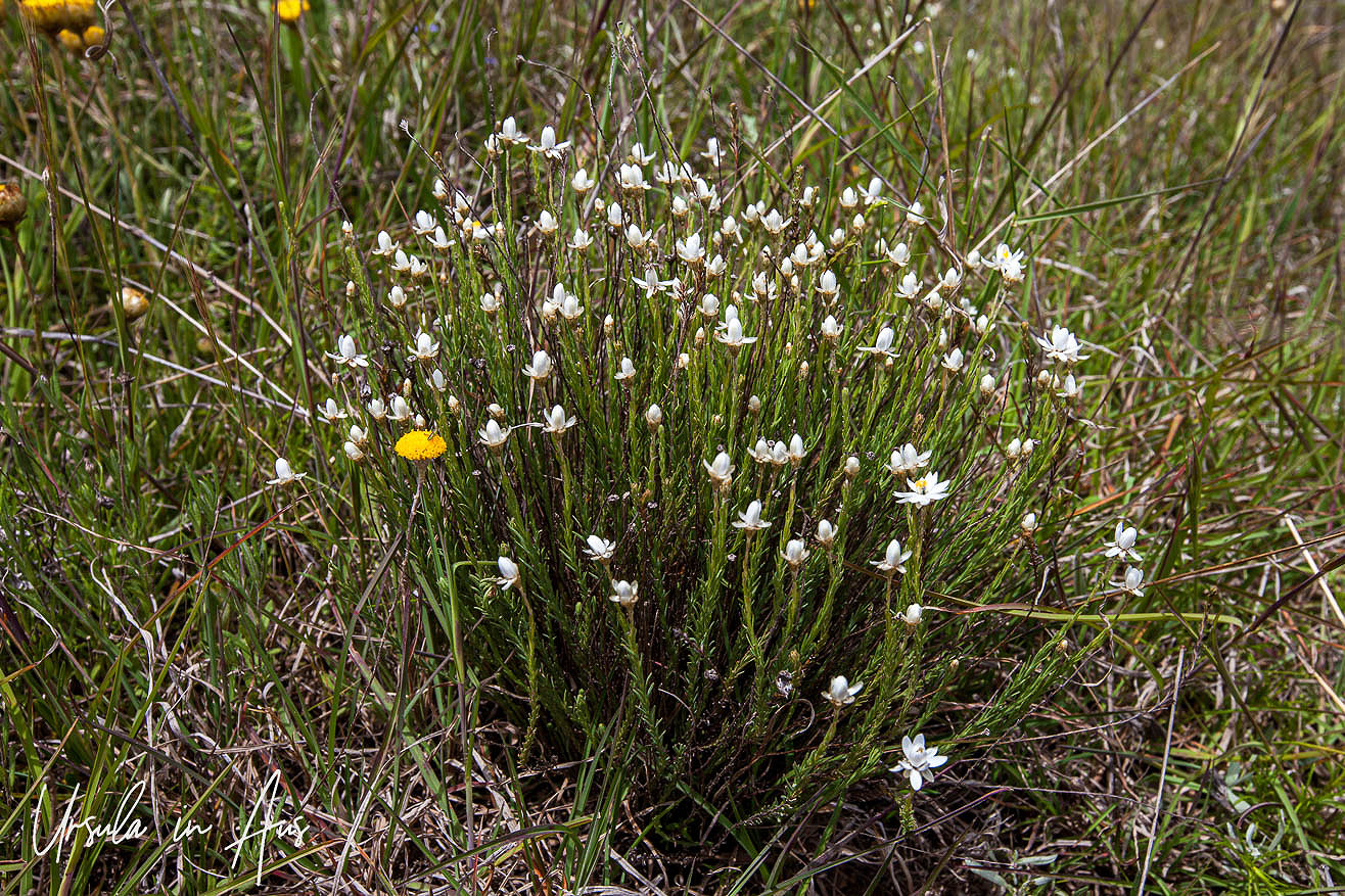 Looking to the Future: The Monaro Grasslands, Australia » Ursula's Weekly Wanders