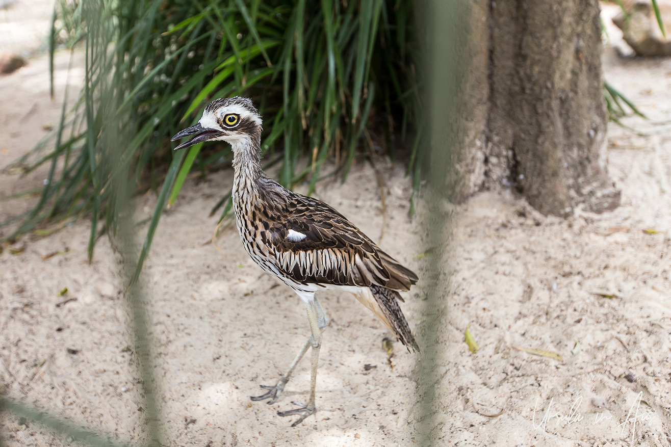 Animal (and Plant) Patterns : Adelaide Zoo, South Australia » Ursula's ...