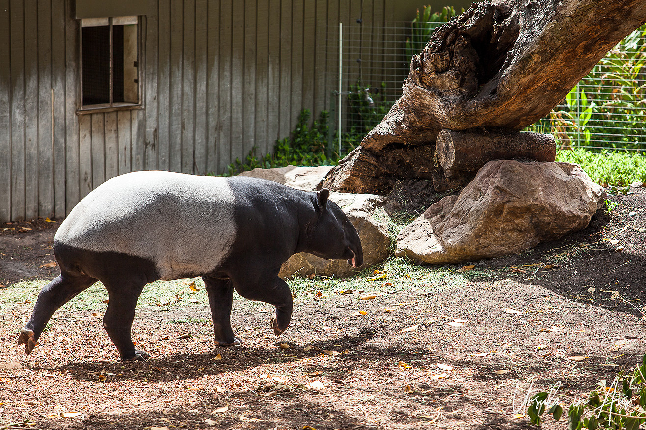 Animal (and Plant) Patterns : Adelaide Zoo, South Australia » Ursula's ...
