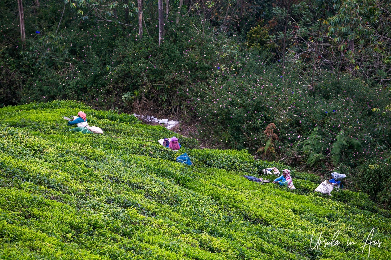 In the Green Tea Plantations of Munnar, Kerala, India » Ursula's Weekly ...