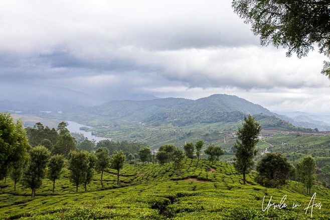 In the Green Tea Plantations of Munnar, Kerala, India » Ursula's Weekly ...